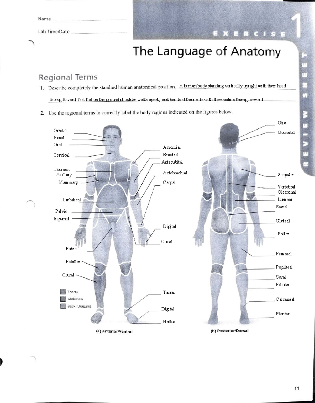 Anatomy Lab Exercise: Understanding Regional Terms and Body Planes ...