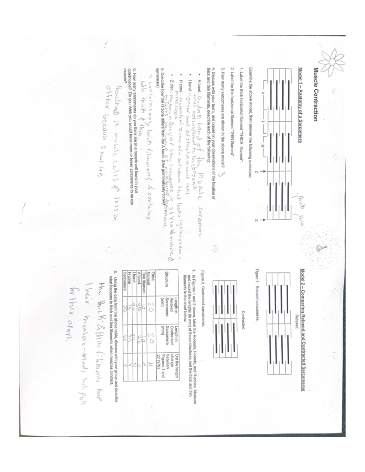 Muscle Contraction - Anatomy Notes & Answer Key for Sarcomere Model ...