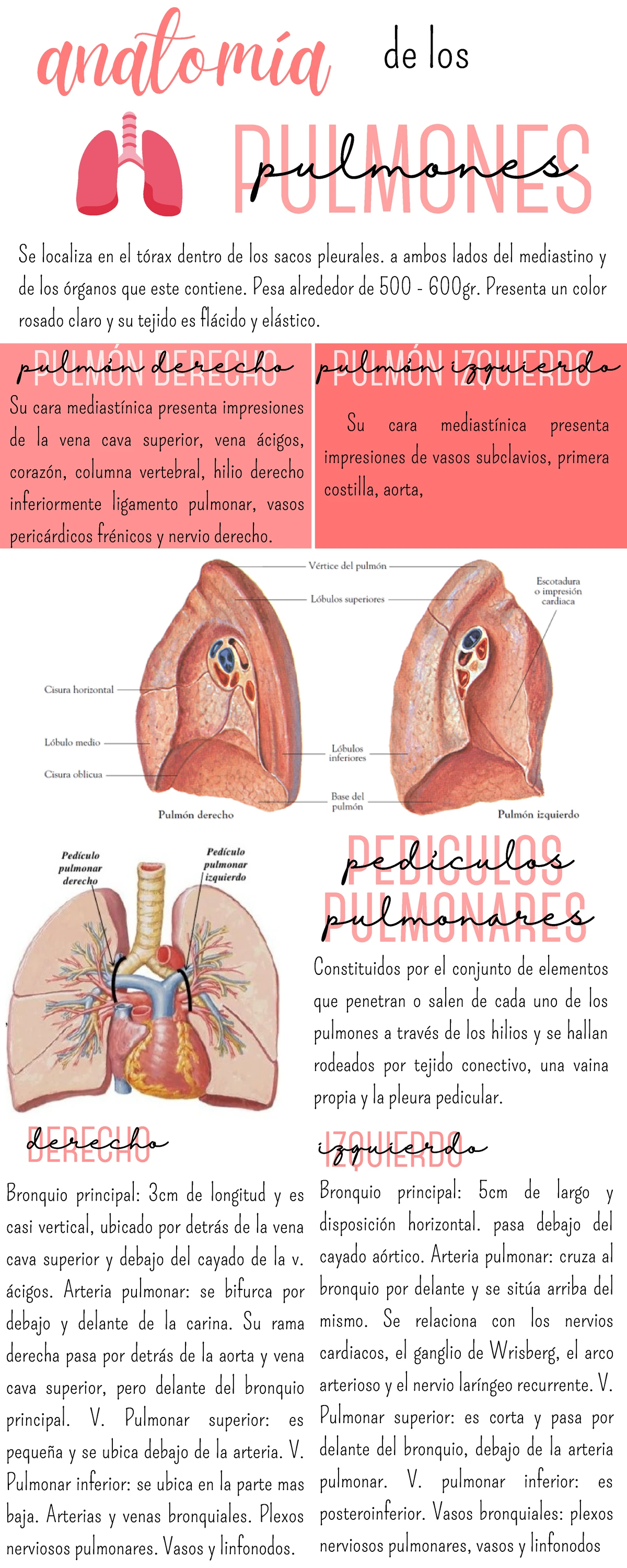 Árbol Bronquial: Estructura y Función de los Bronquios y Alvéolos - Studocu
