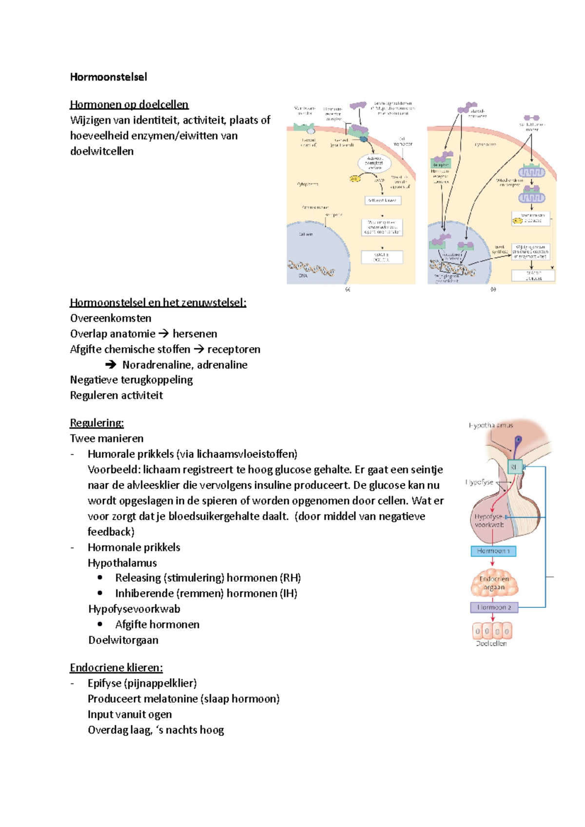 Hormoonstelsel: Structuur en Functies van het Endocriene Systeem ...