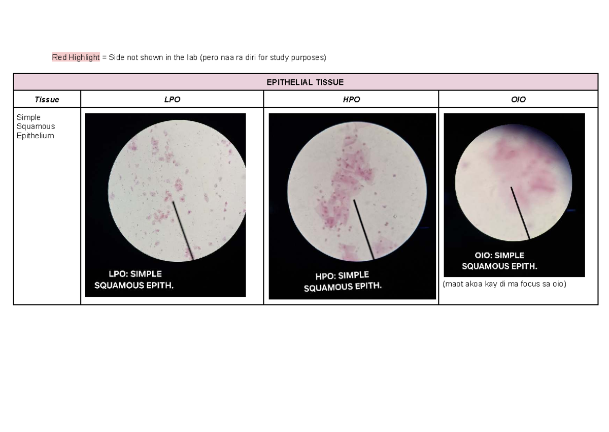 Histo LAB: Epithelial & Connective Tissue Overview - Studocu