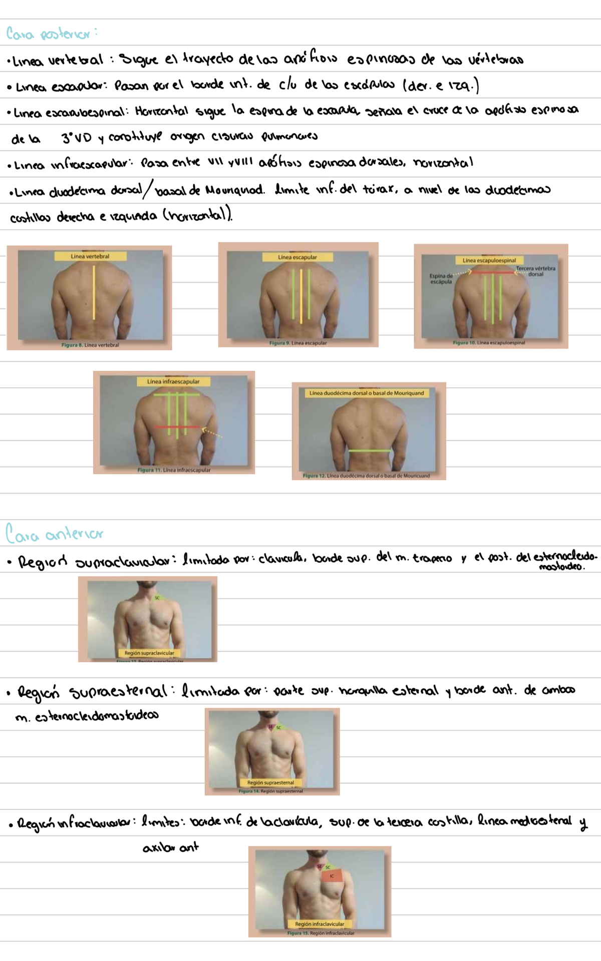 Exploración de Tórax: Anatomía y Técnicas de Inspección y Auscultación ...