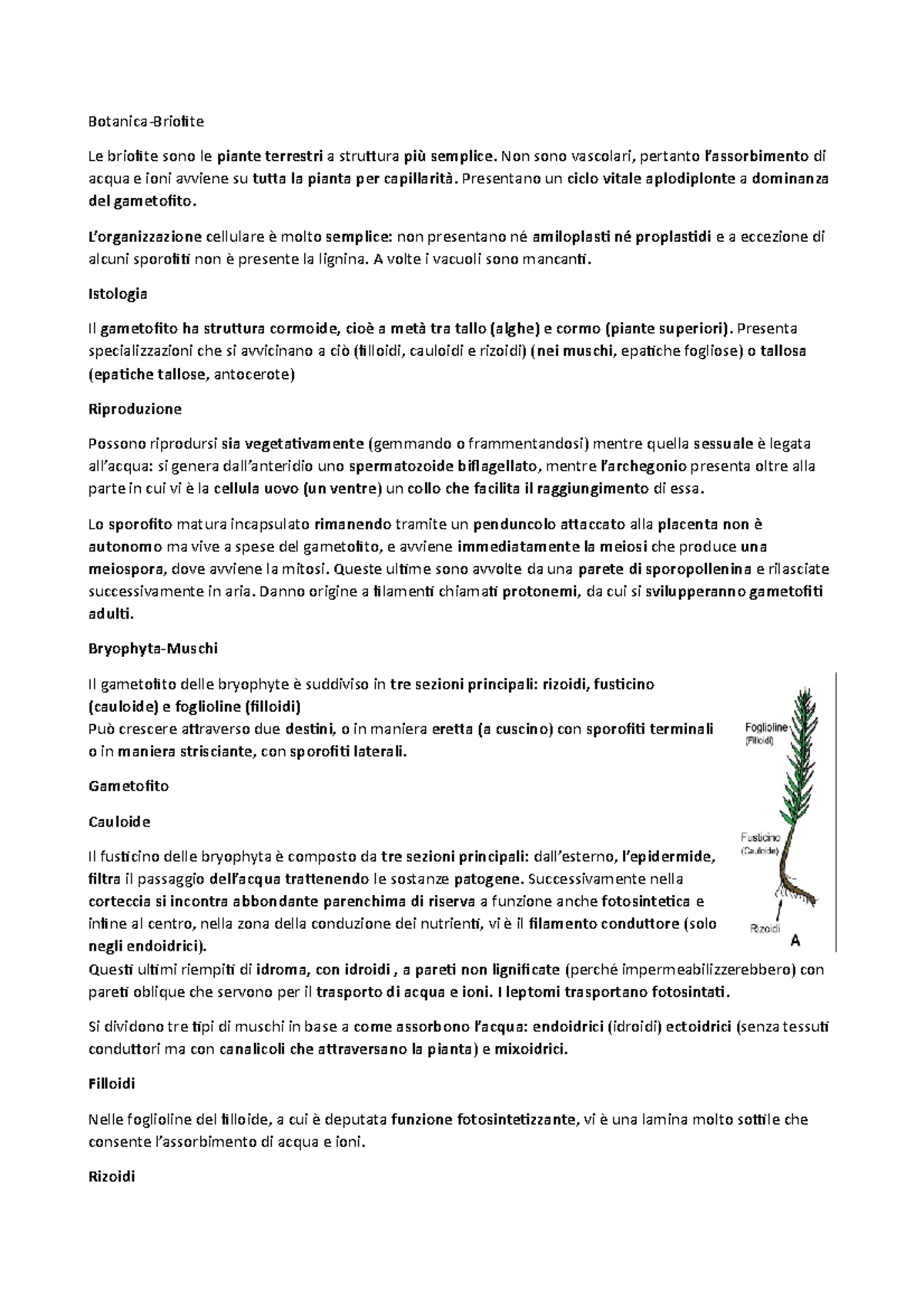 Ciclo Vitale Delle Briofite T R A C H E O F I T E Facoltà Di