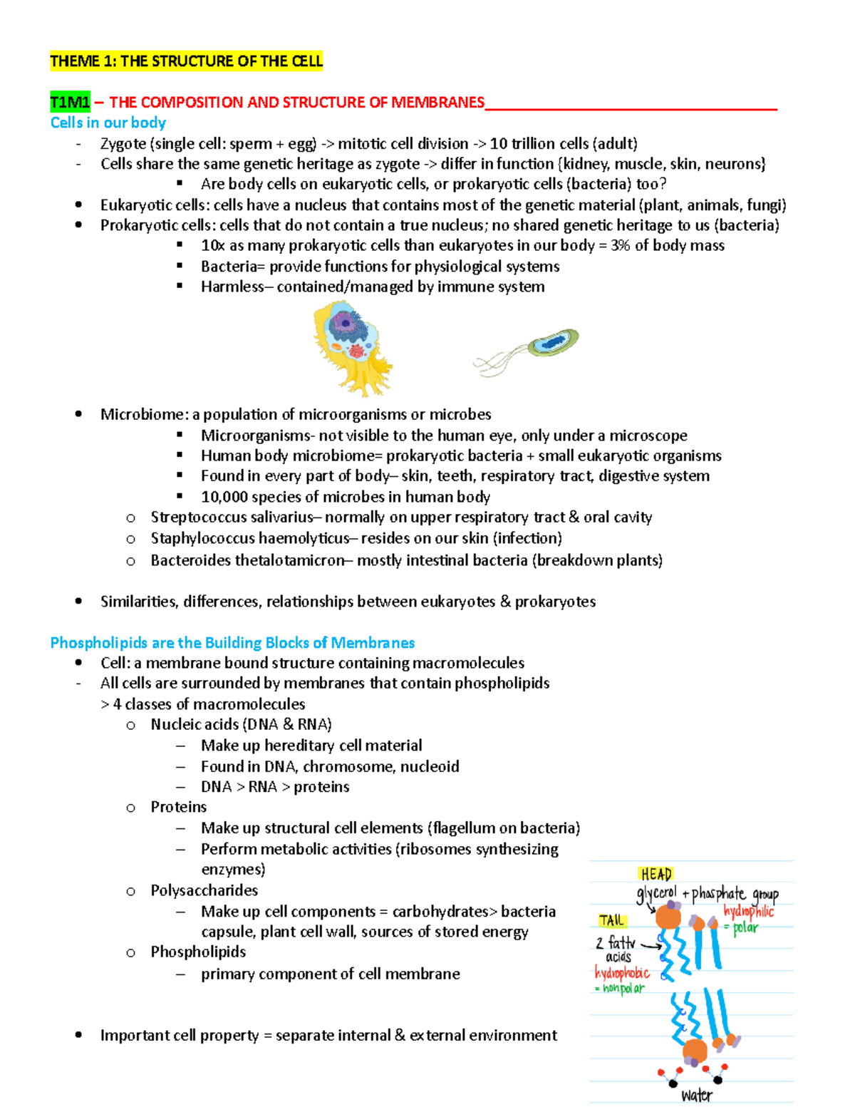 BIO1A03 Lecture and Module Notes for Midterm 1 - THEME 1: THE STRUCTURE ...