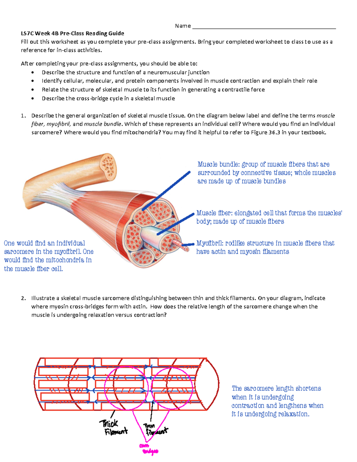 LS7C Week 4B Pre-Class Reading Guide on Muscle Contraction Mechanics ...