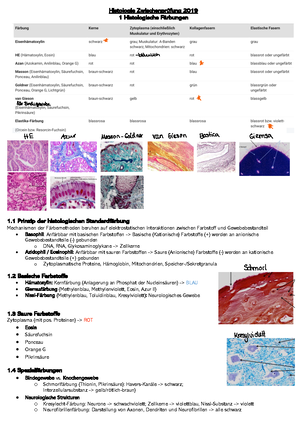 Muskelgewebe - Histo Zusammenfassung - Muskelgewebe Überblick Funktion ...
