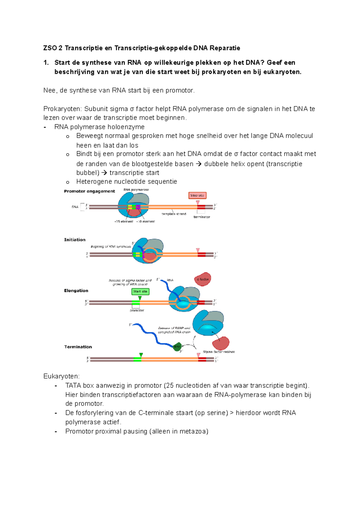 ZSO 2 Transcriptie en DNA Reparatie: Mechanismen en Regulatie - Studeersnel