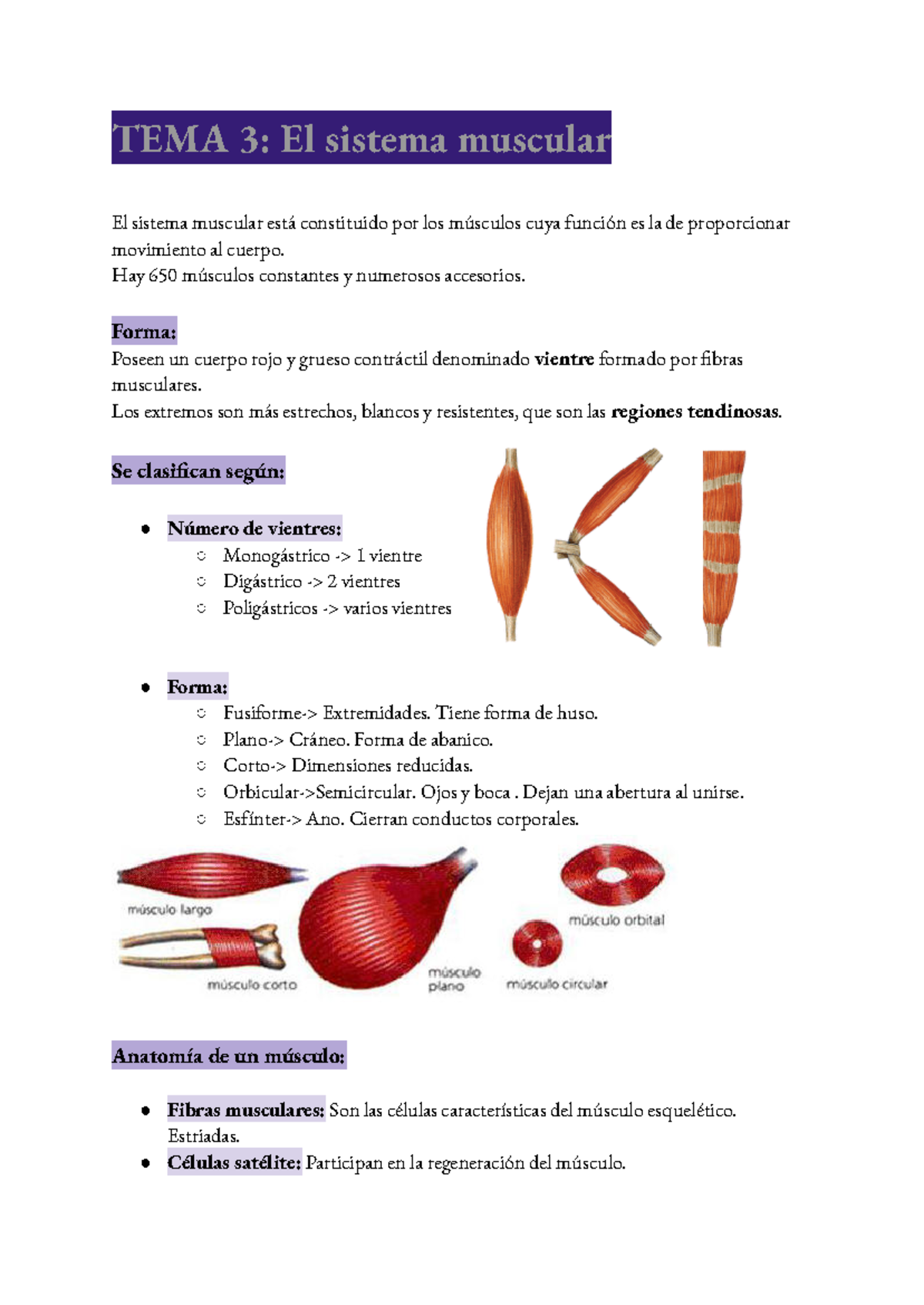 TEMA 3: Sistema Muscular y Su Función en el Movimiento - Studocu