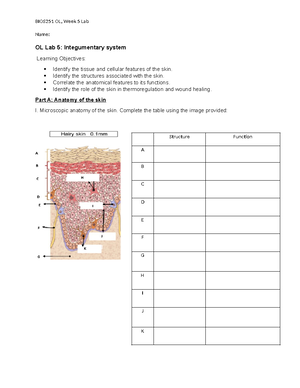 Cranial Nerves Worksheet - Anatomy - Name ...