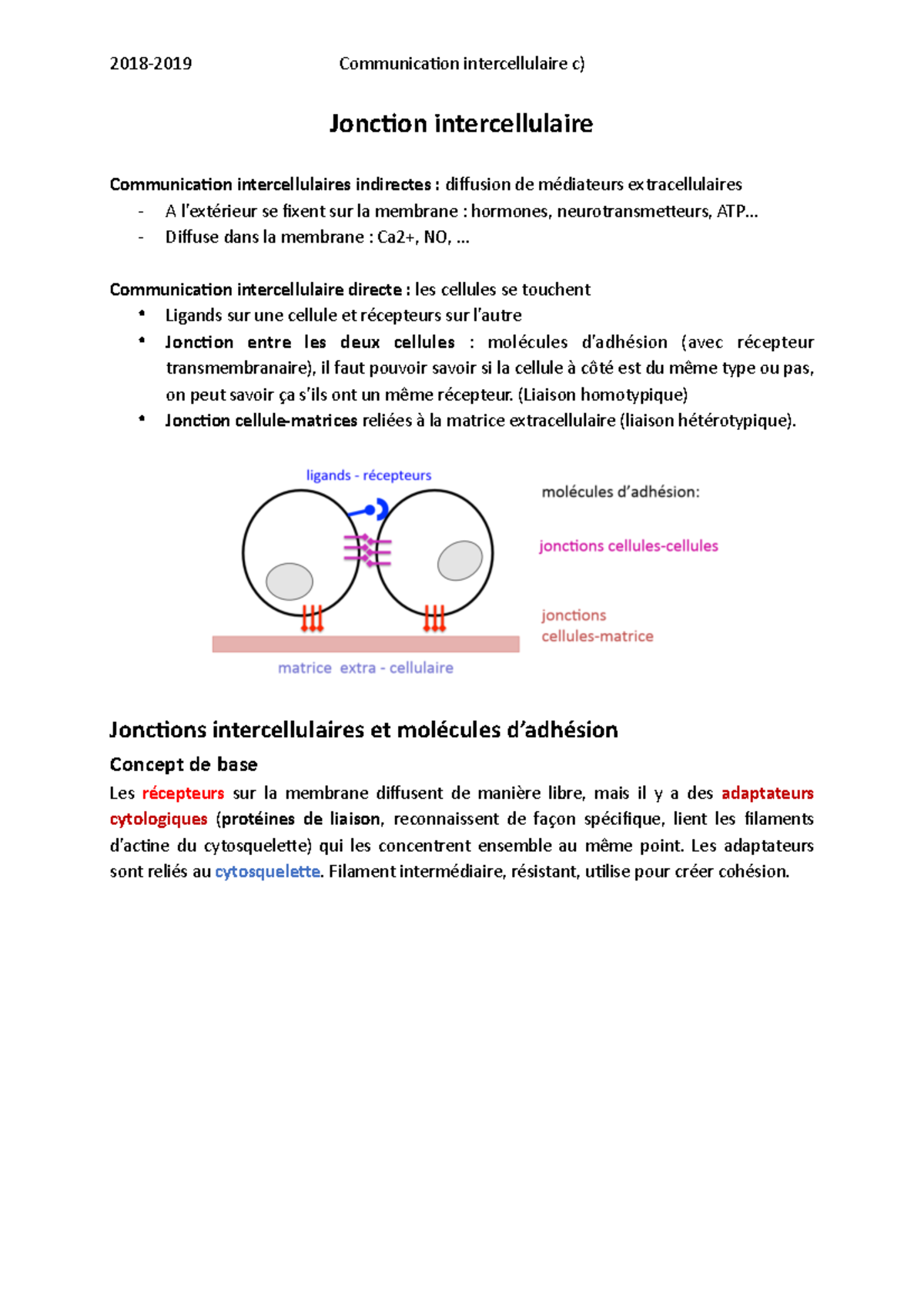 C) Résumé des Jonctions Intercellulaires et Adhésion Cellulaire - Studocu