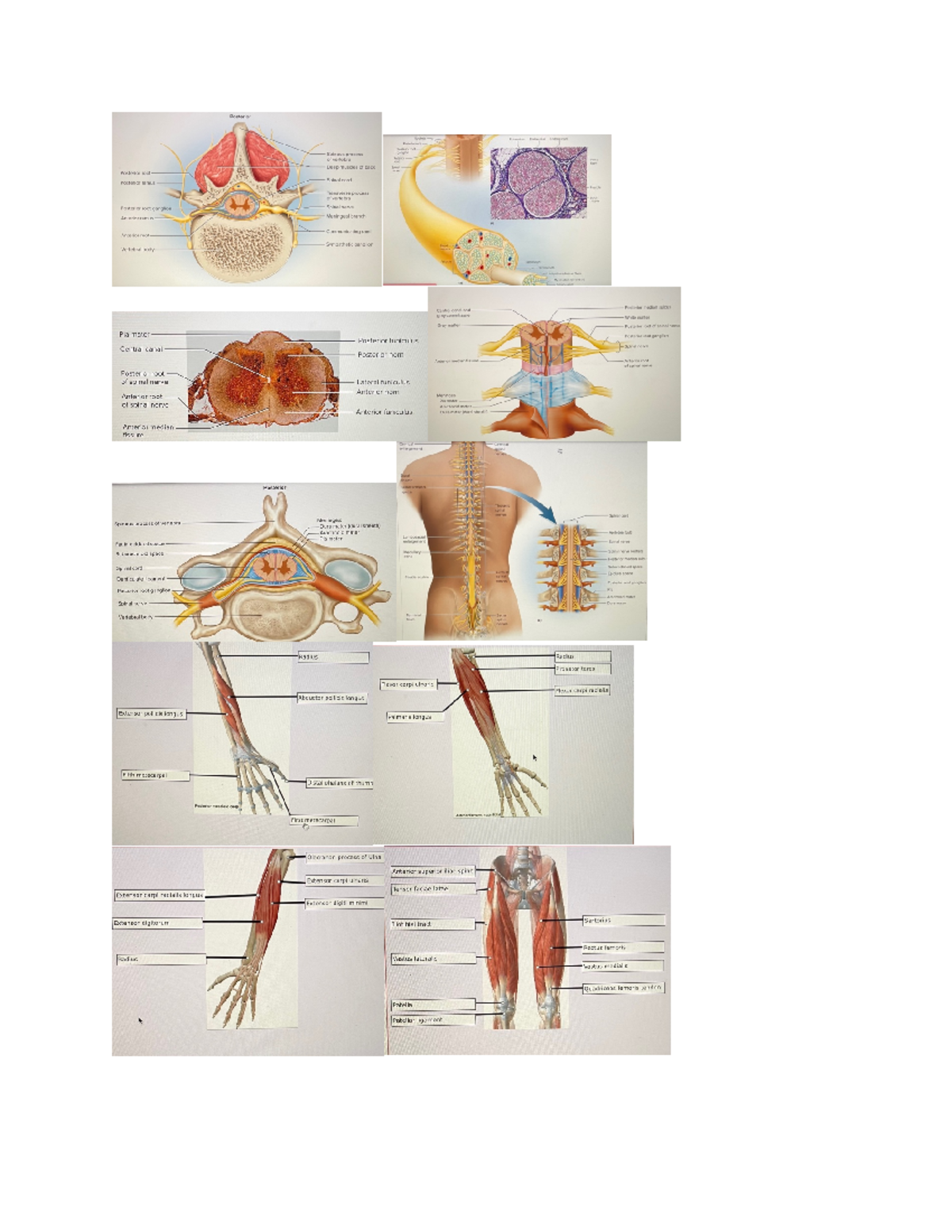 Muscle Examples - Posterior Spinous process of vertebra Deep muscles of ...