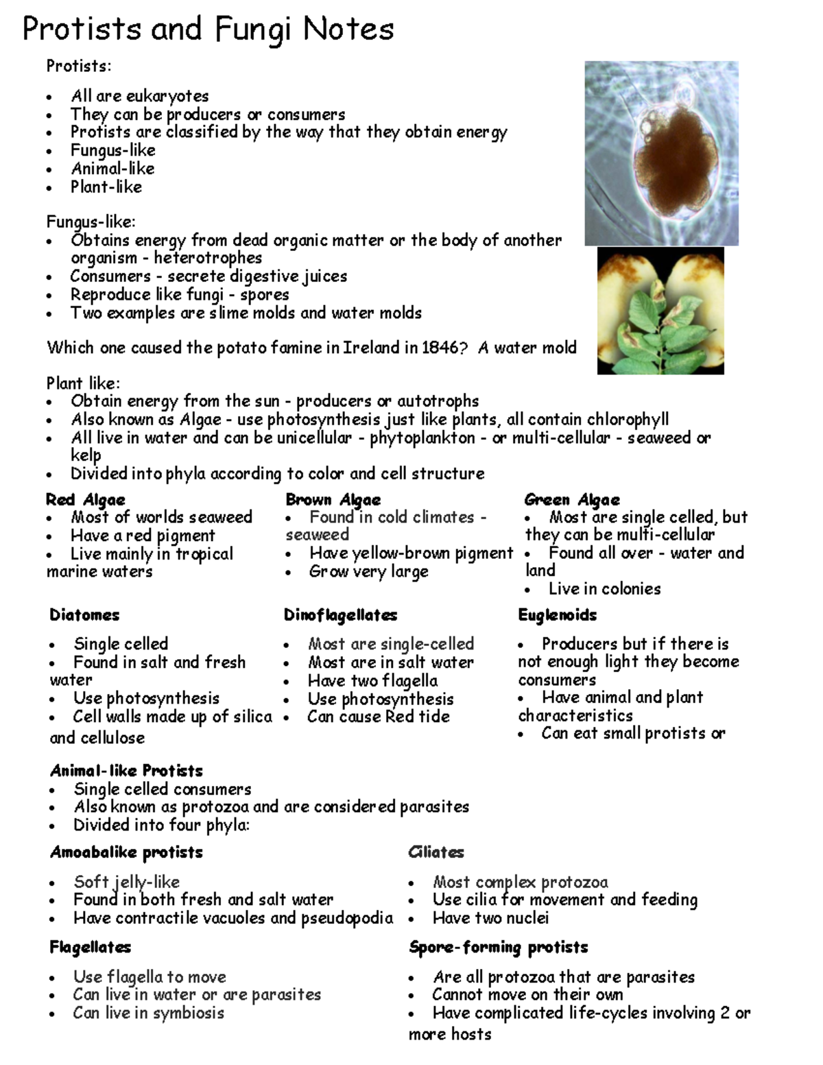 Protists and Fungi Notes: Study Guide for Biology 101 - Studocu