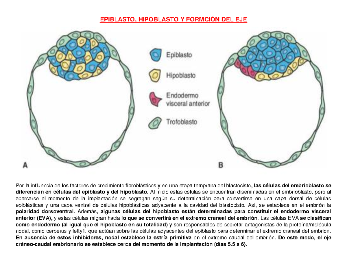 EPIBLASTO Y HIPOBLASTO: Formación del Eje en el Embrión - Studocu