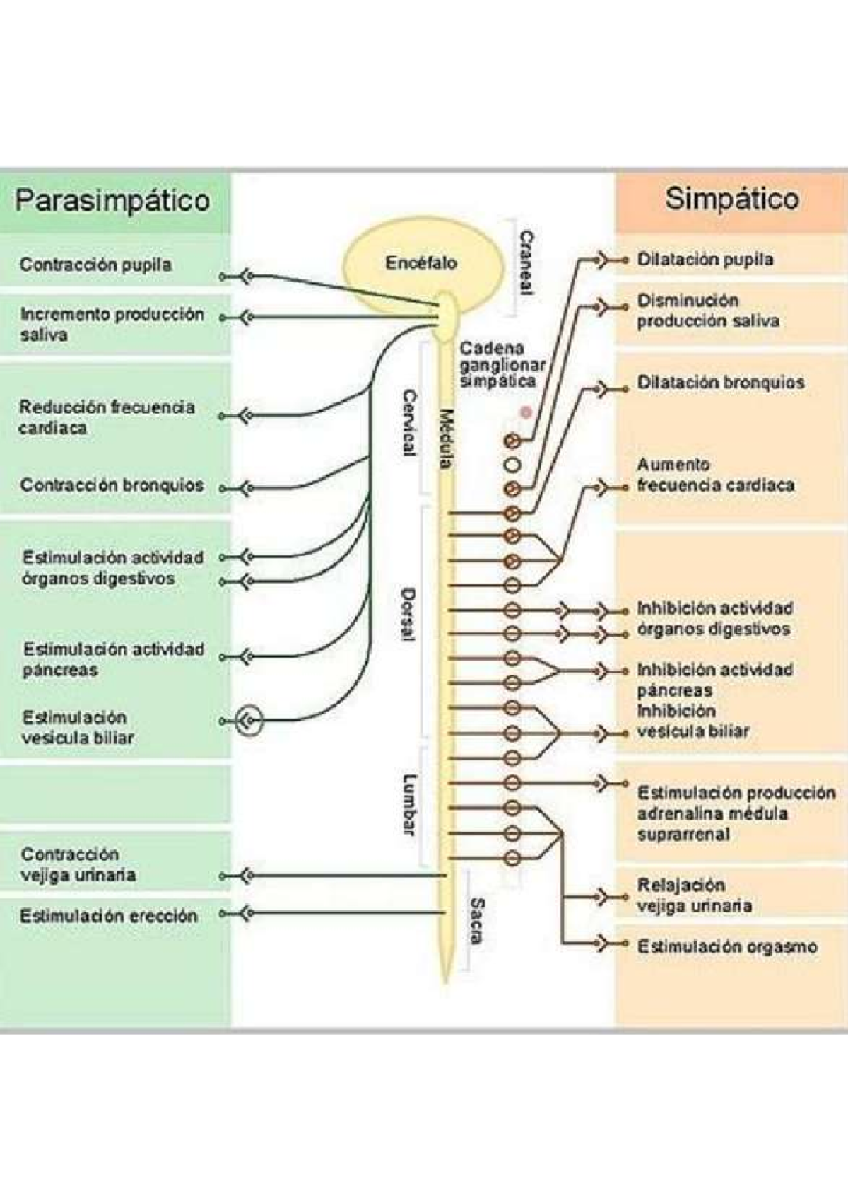 Estudio sobre el Sistema Nervioso: Funciones y Estructuras (SNC) - Studocu