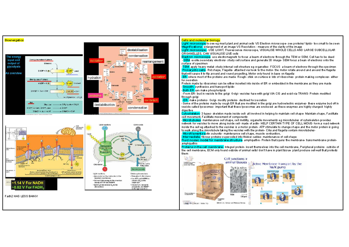 Bioenergetics 101: Exam Summary on Cell Structure & Function - Studocu