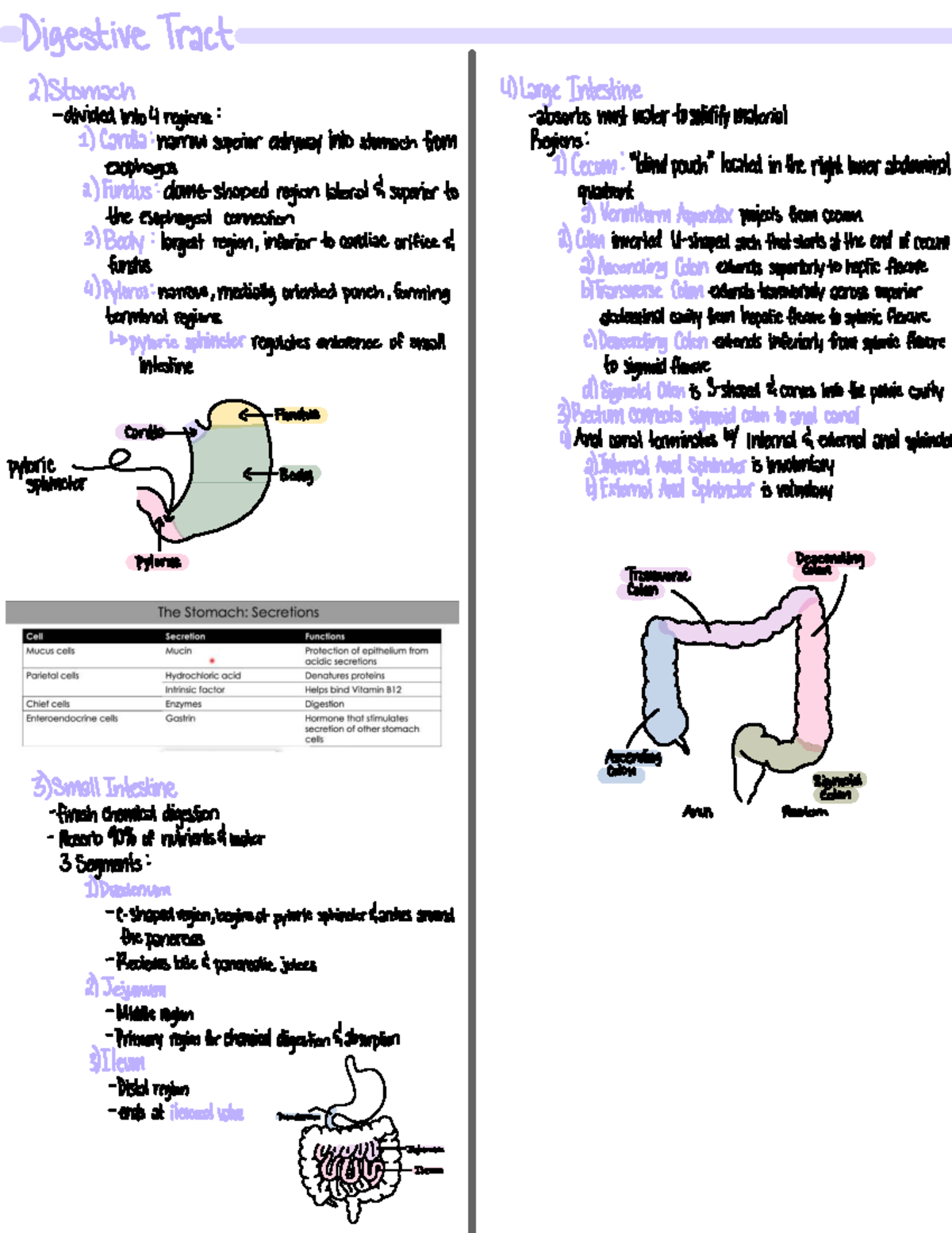 Digestive Tract Overview: Stomach & Intestinal Regions Explained - Studocu