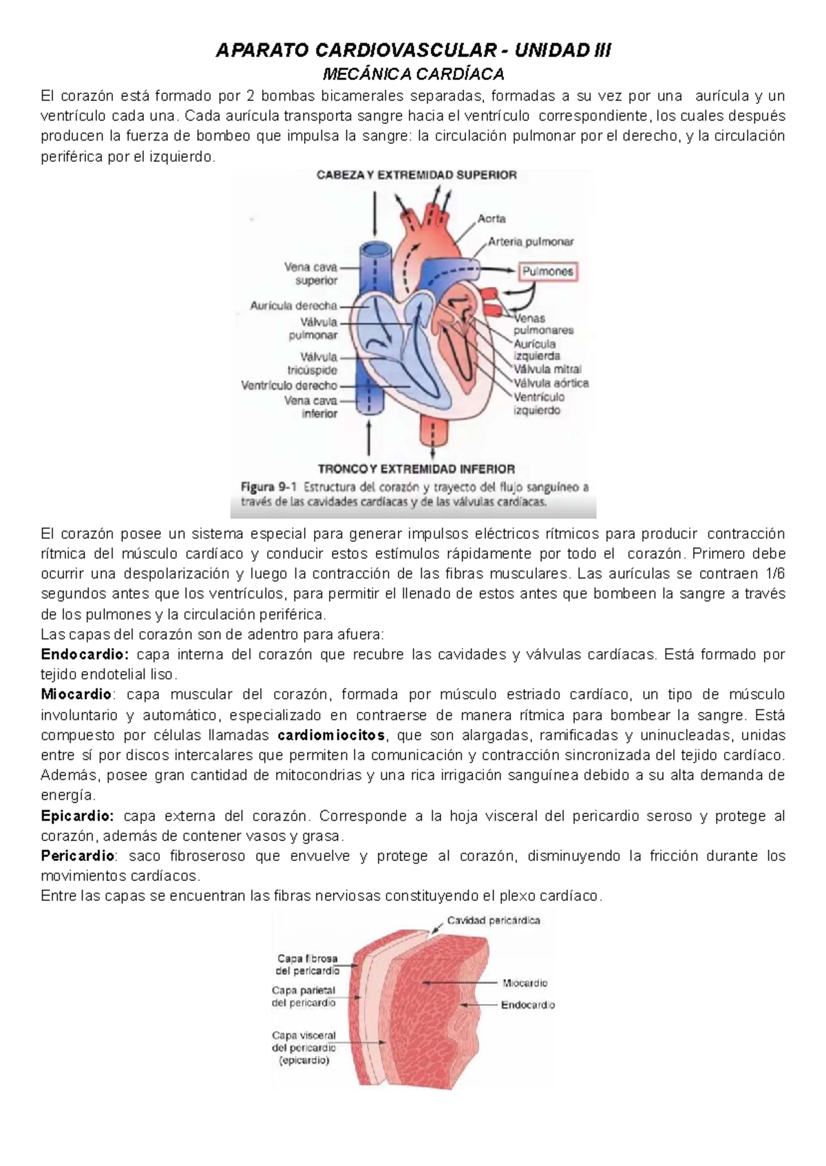 Aparato Cardiovascular: Fisiología y Funcionamiento - Unidad III - Studocu