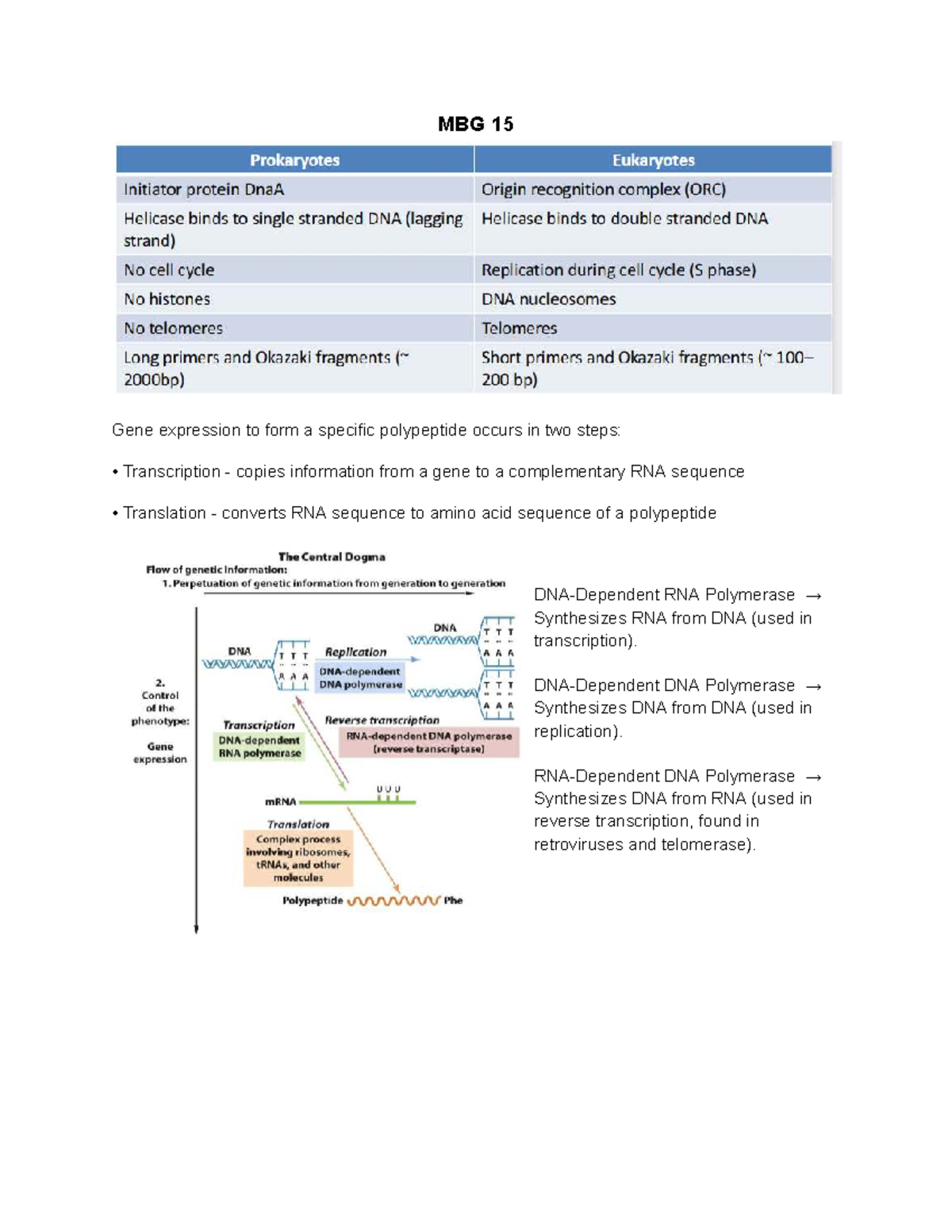 Mbg 15 Lecture notes on gene expression: Transcription and translation ...