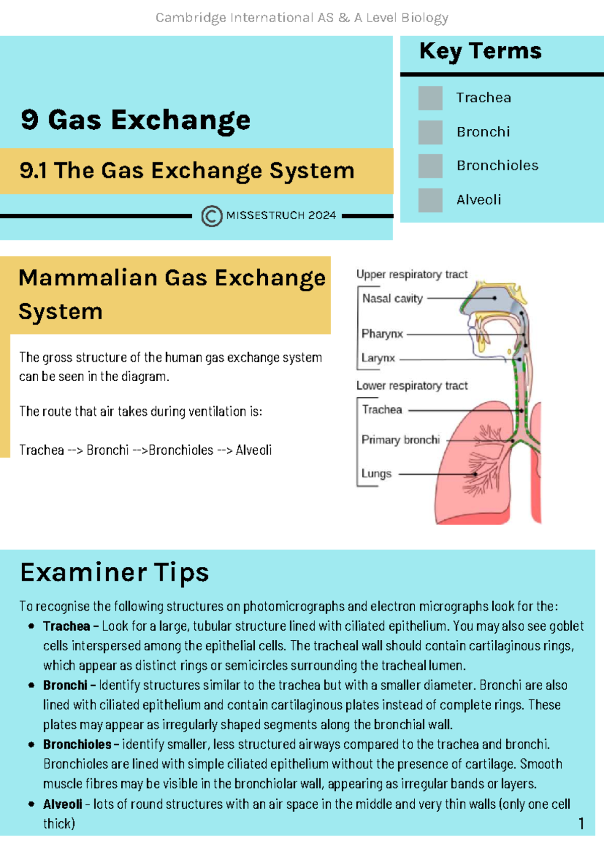 Cambridge International AS A Level Biology Key Terms: Gas Exchange ...