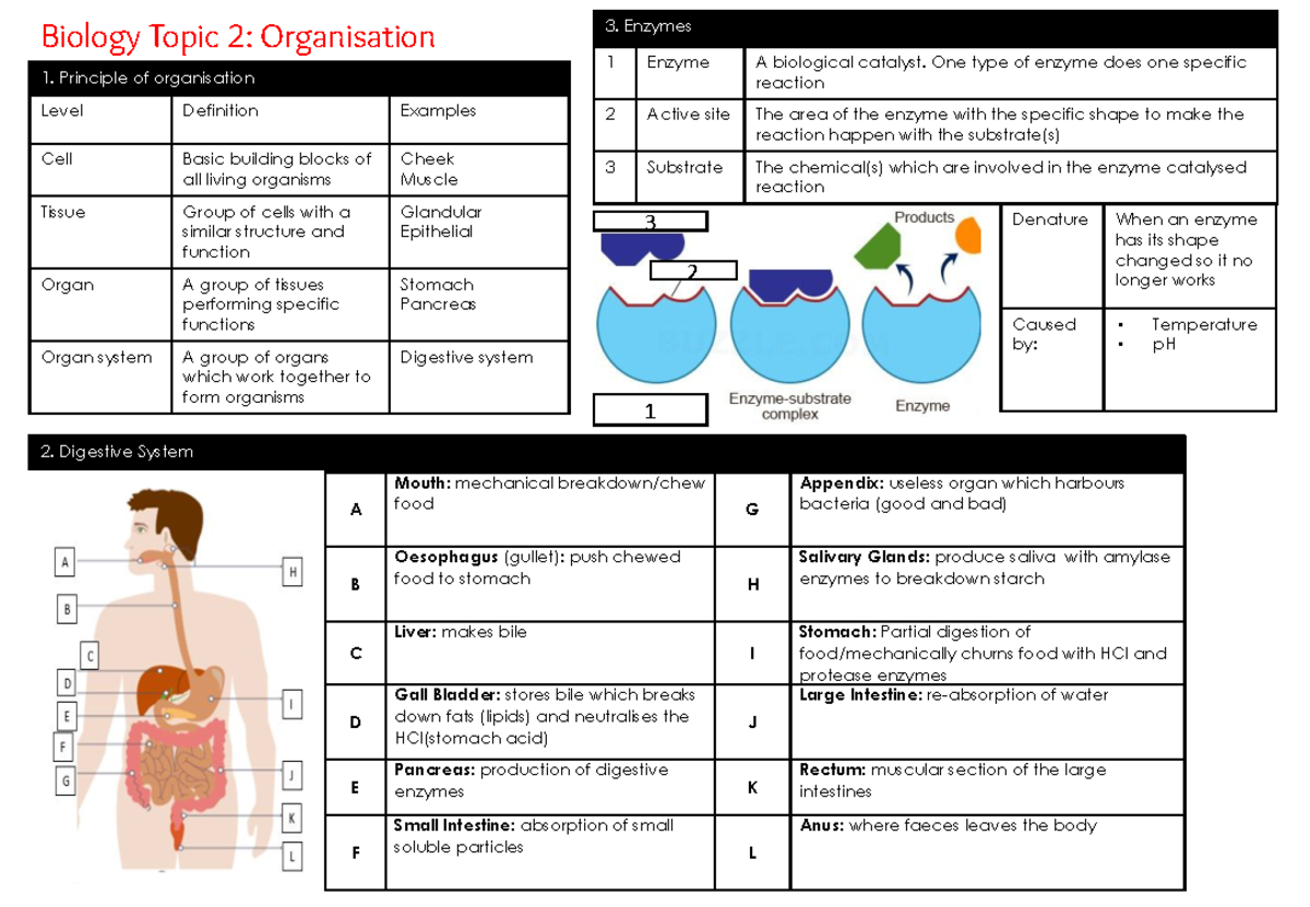 Biology B2: Organisation and Enzymes Overview for Combined Studies ...