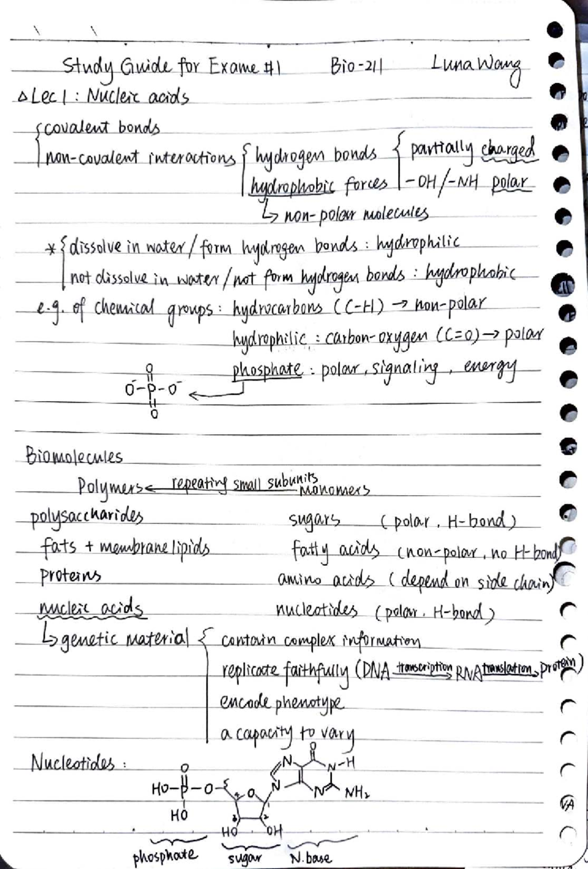 Study Guide for Exam Lunawang Lec I: Nucleic Acids and Cell Biology ...