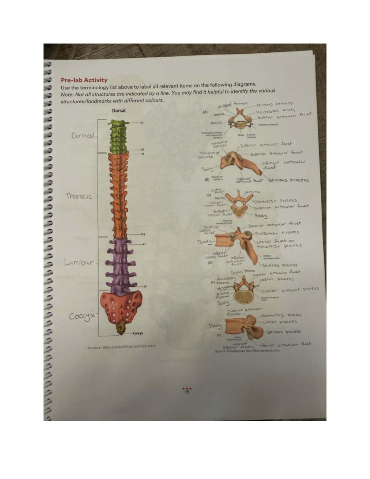 LAB 3 - Labeling Anatomical Structures in Diagrams - Studocu