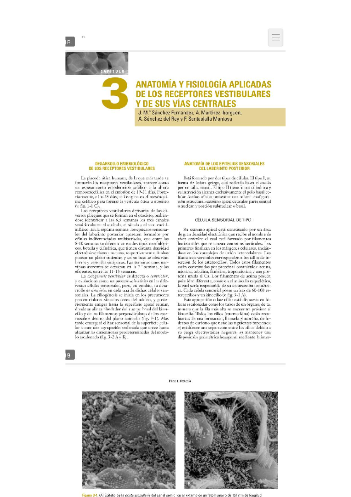 Capítulo 3: Anatomía y Fisiología de los Receptores Vestibulares y sus ...