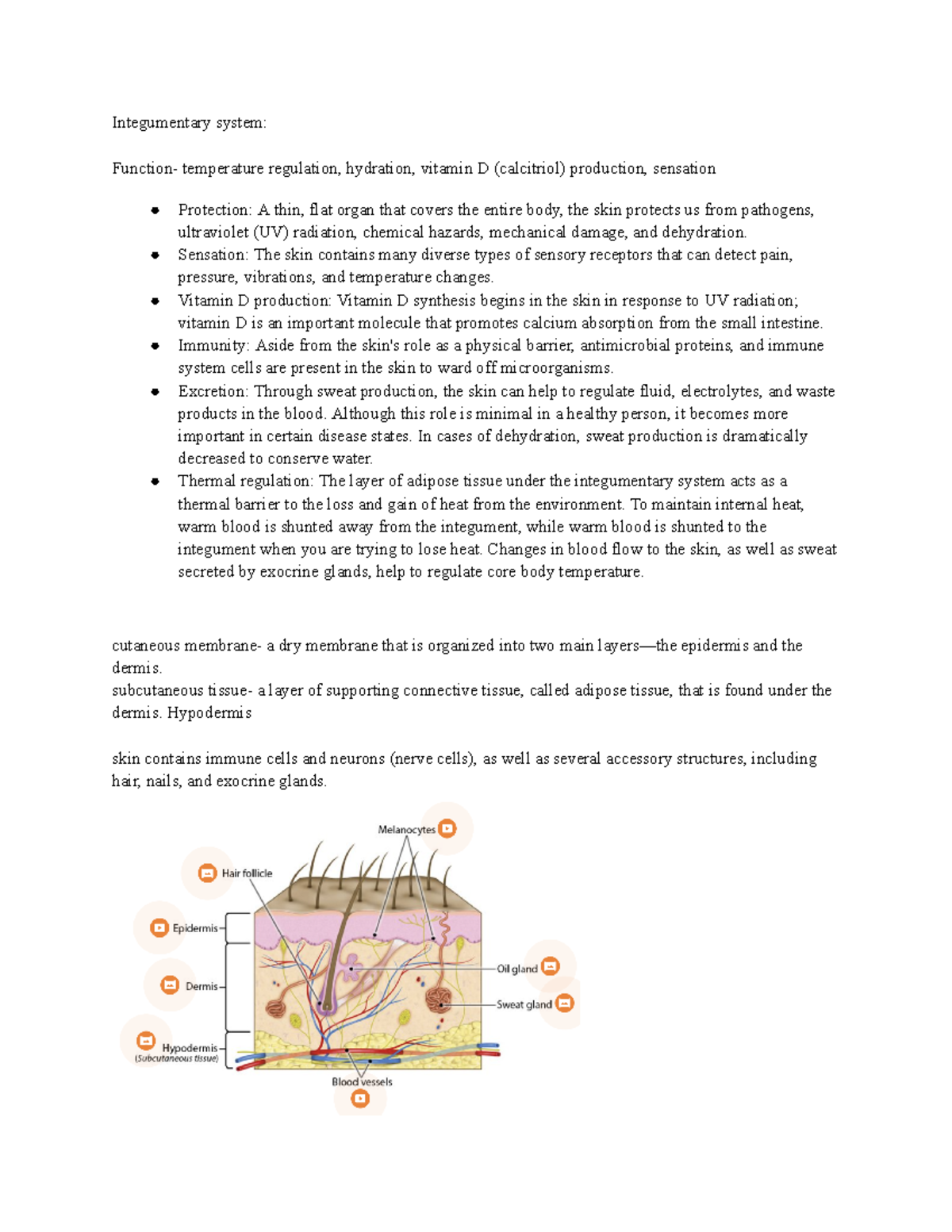 Integumentary System Overview: Structure & Function Analysis - Studocu