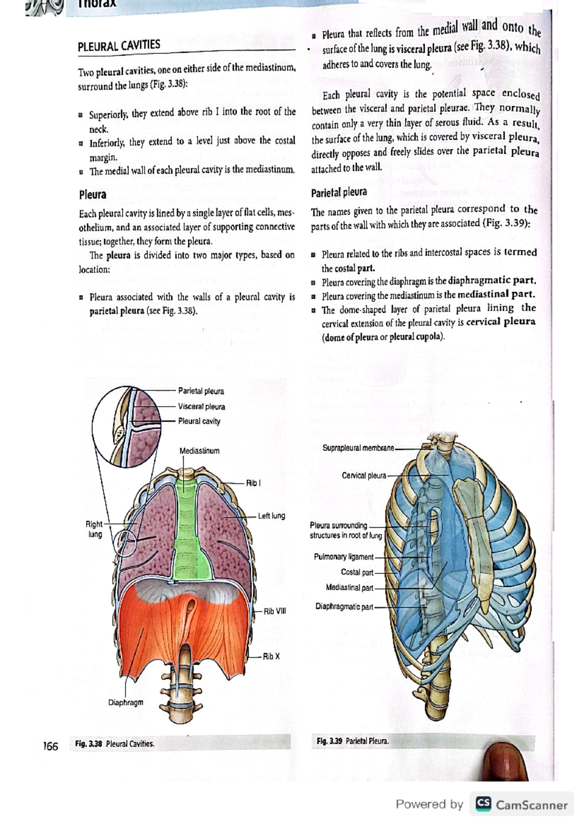 Anatomy of the Pleural Cavities: Key Structures and Functions Explained ...
