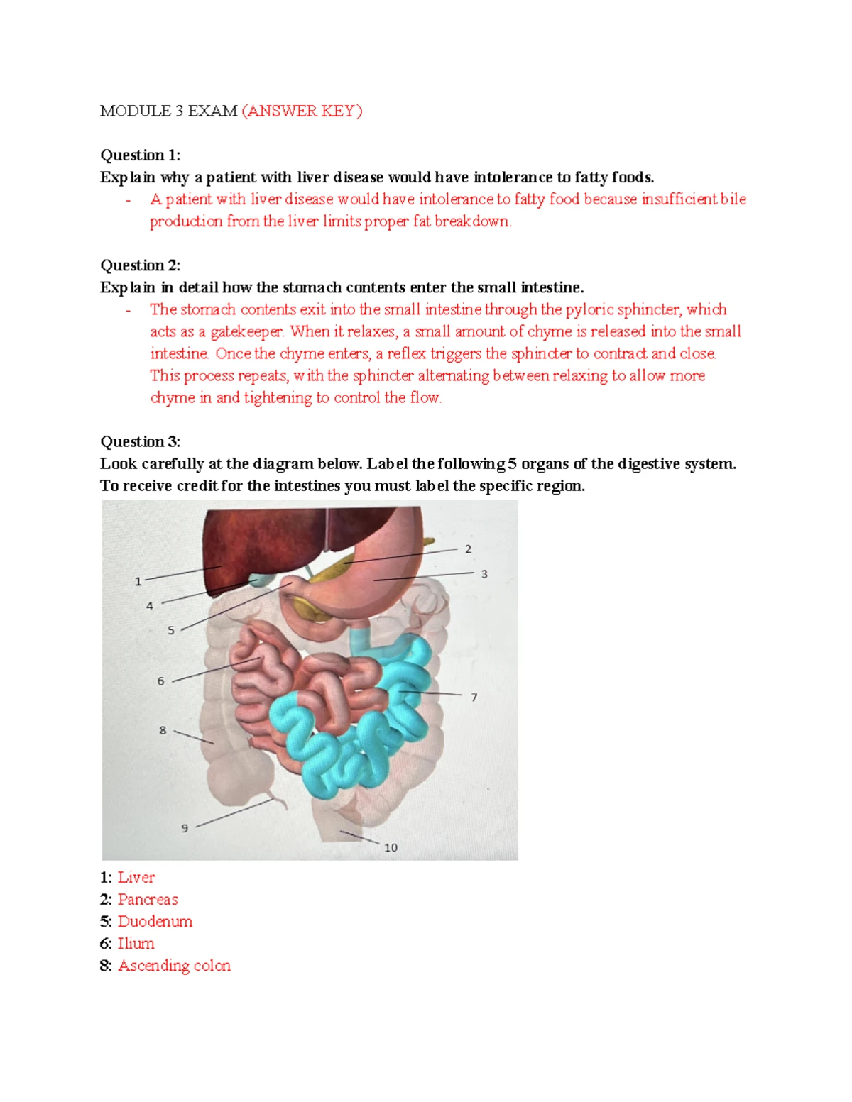 Module 5 - Final Exam Answer Key on Muscle Tissue and Actions - Studocu