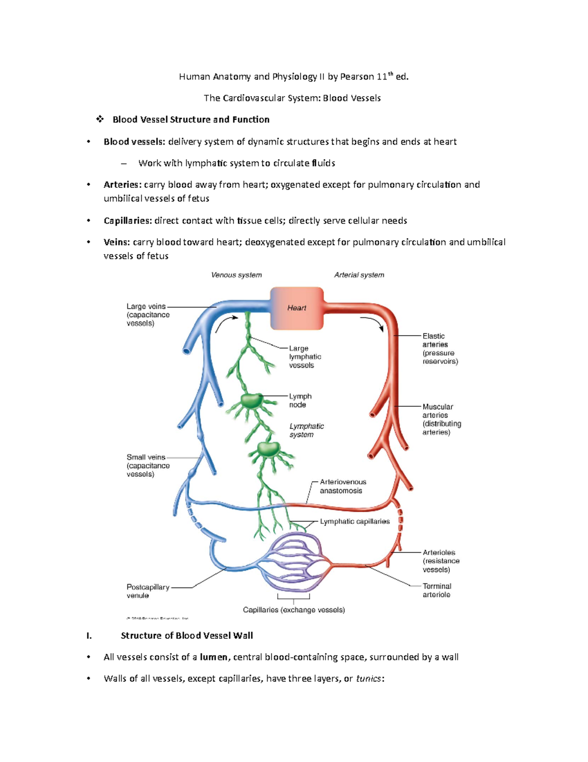 Blood Vessels Overview: Structure, Function, and Physiology in A&P II ...