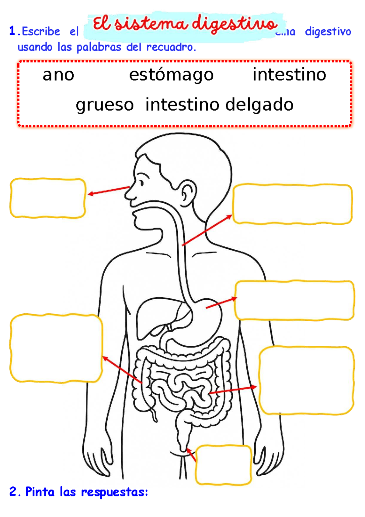 Ficha del Sistema Digestivo 1º - Maestra Janet 2024 - Studocu