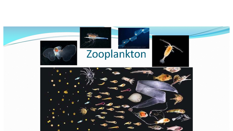21 Zooplankton Classification and Life Cycle Overview - K N, BJNB - Studocu