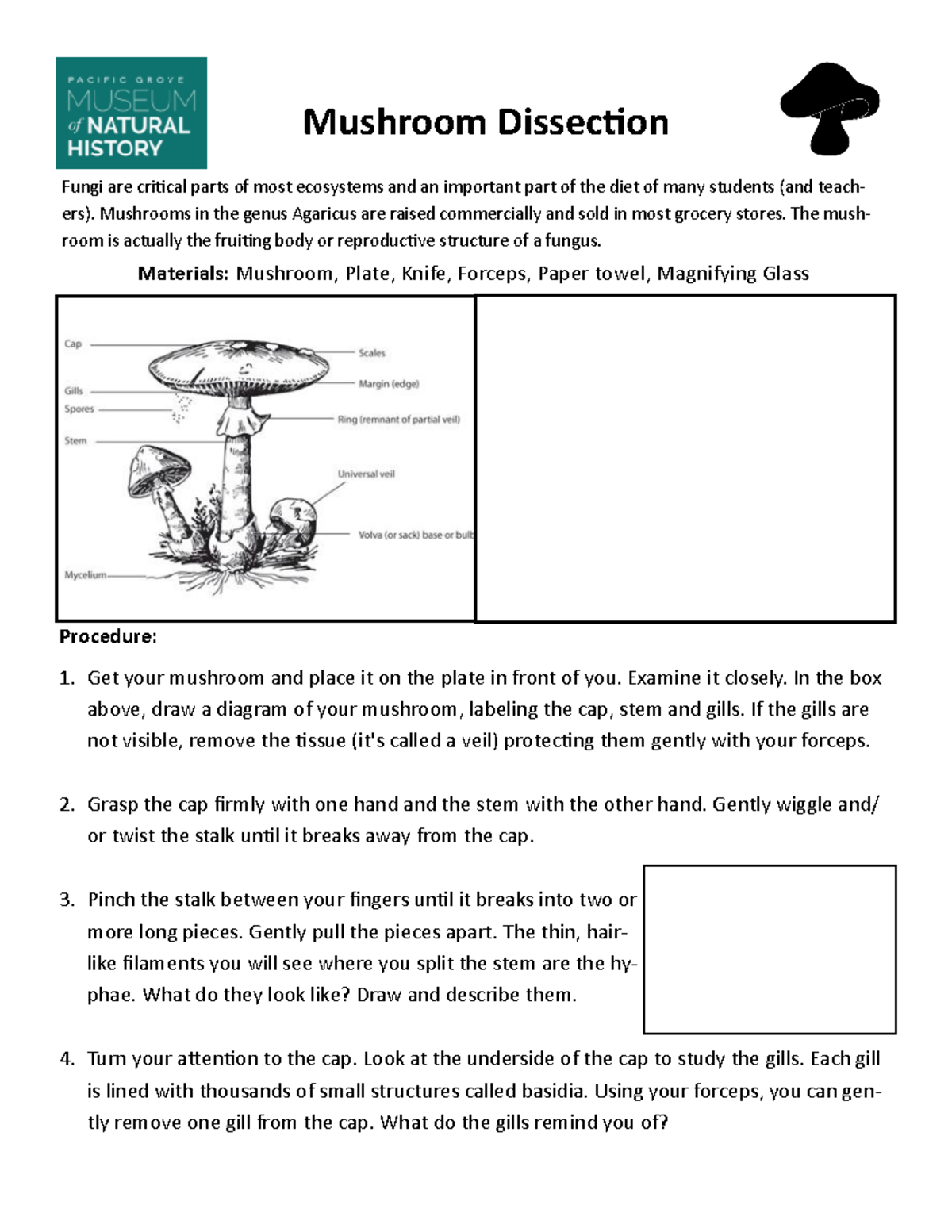 Mushroom Dissection Lab Guide - BIOL 101 - Studocu