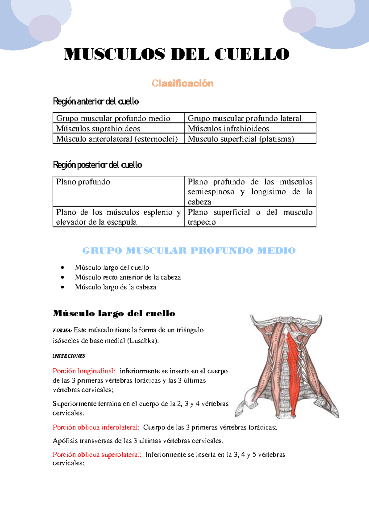 Músculos del Cuello - Anatomía Humana, Clasificación y Funciones - Studocu