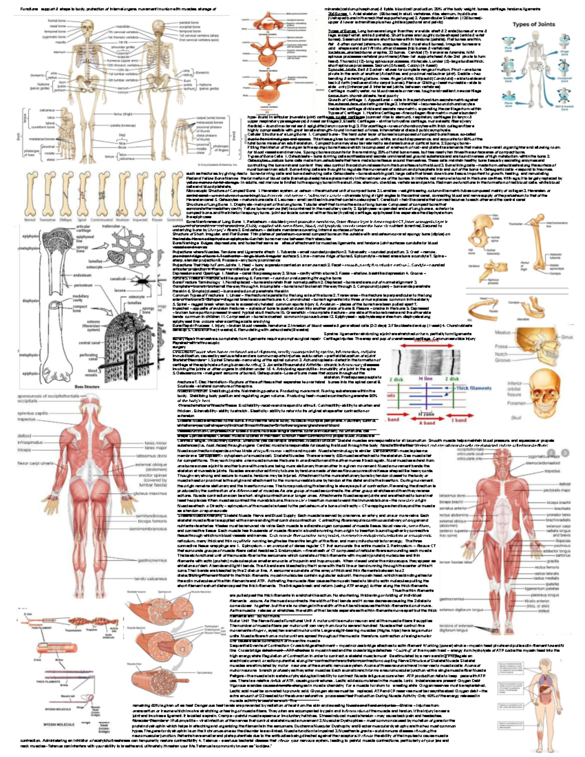 Anatomy cheat sheet: functions, structures, and disorders of the ...