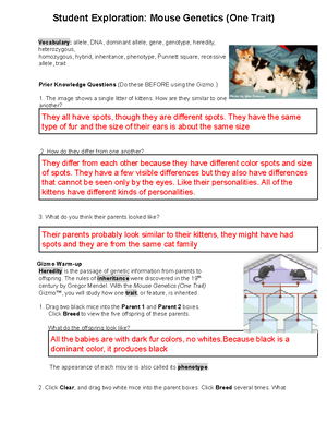 Gizmo Mouse Genetics (Two Traits) - Mouse Genetics (Two Traits ...