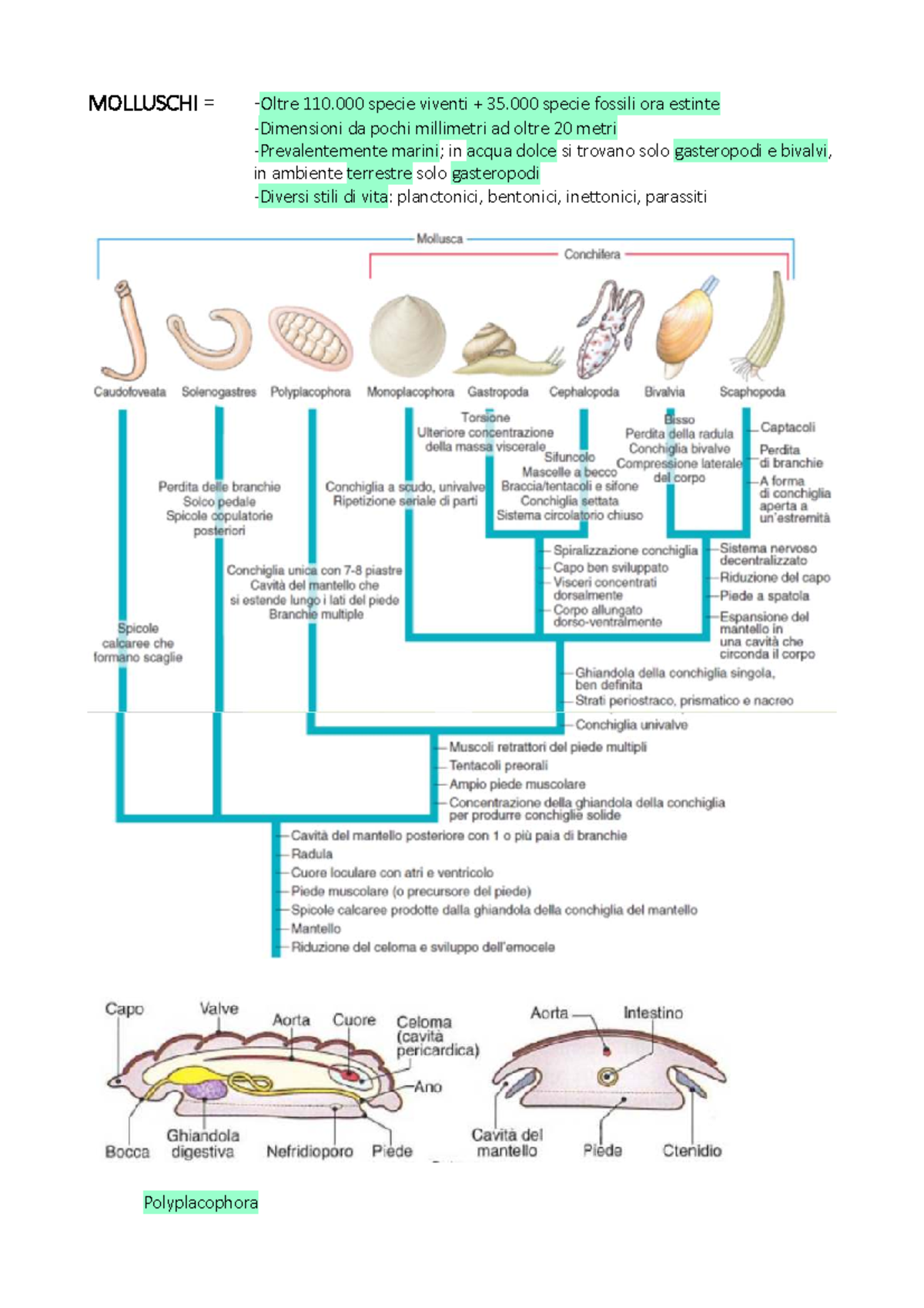 MOLLUSCHI: Struttura, Funzioni e Tipi di Locomozione nel Regno ...