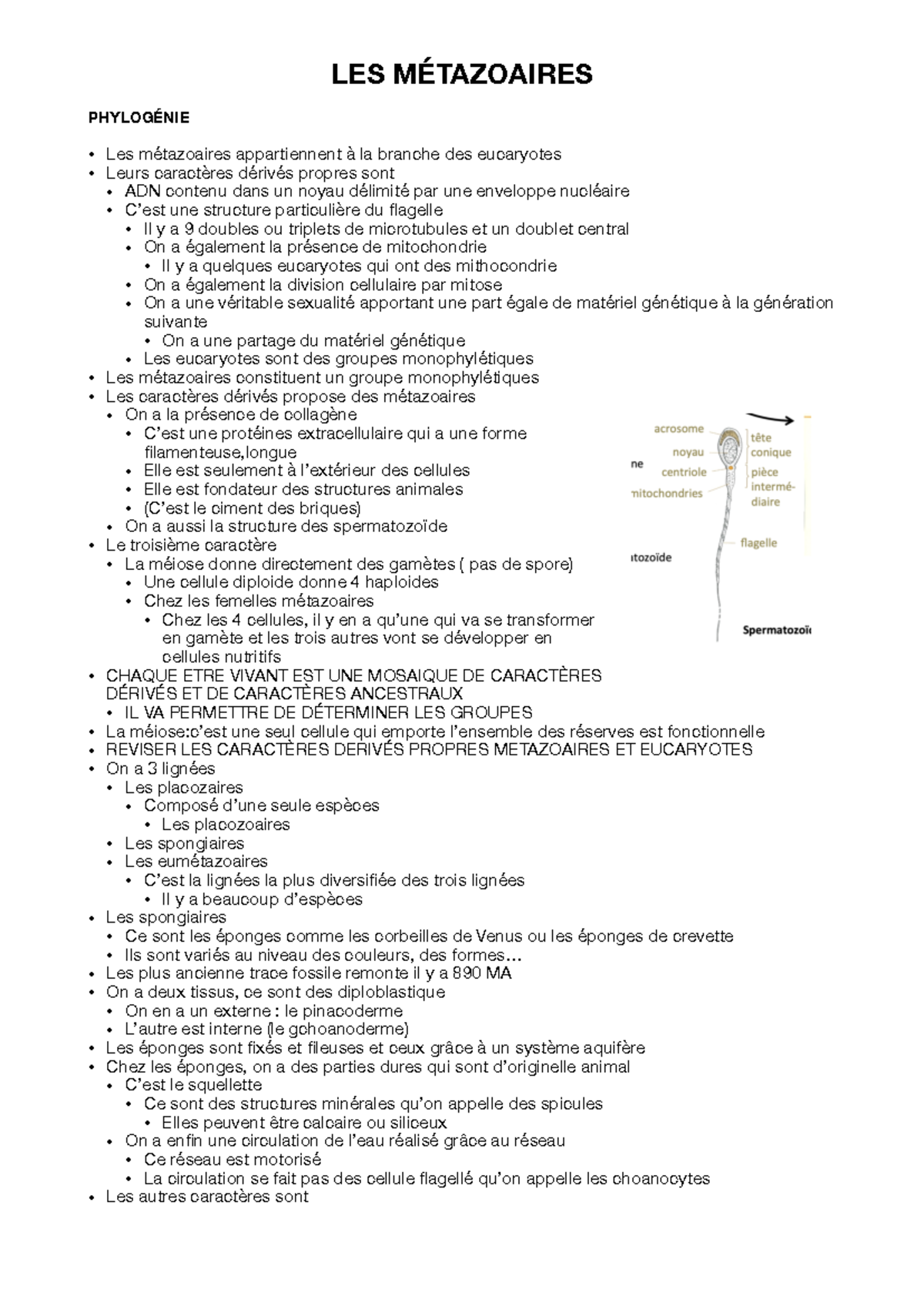Les métazoaires : Cours de Biologie L1 sur les Éponges et leur ...
