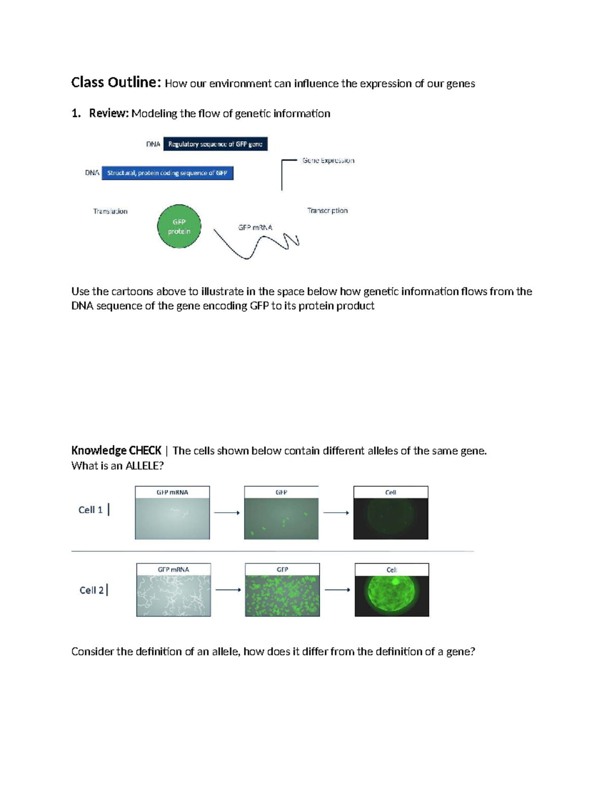 BIOL121 Genetics Unit: Class Outline on Gene Expression and Inheritance ...