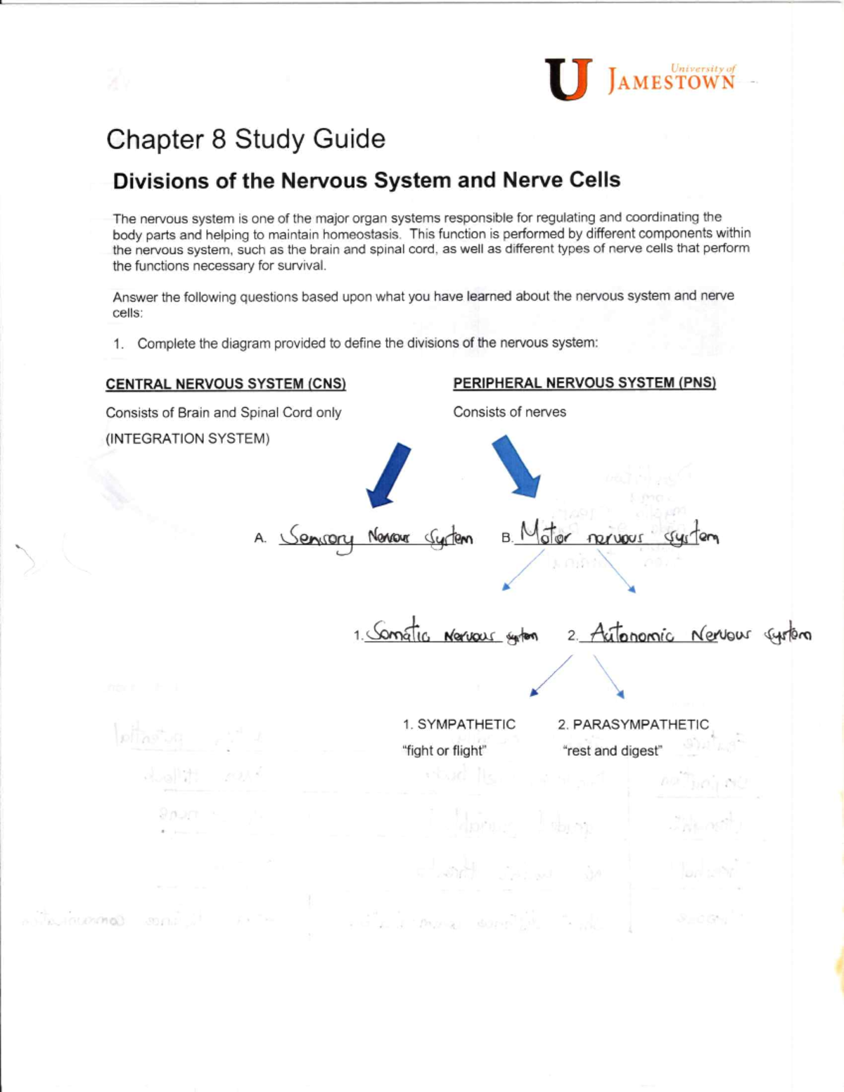 Chapter 8 Study Guide - Anatomy and physiology - U University of ...