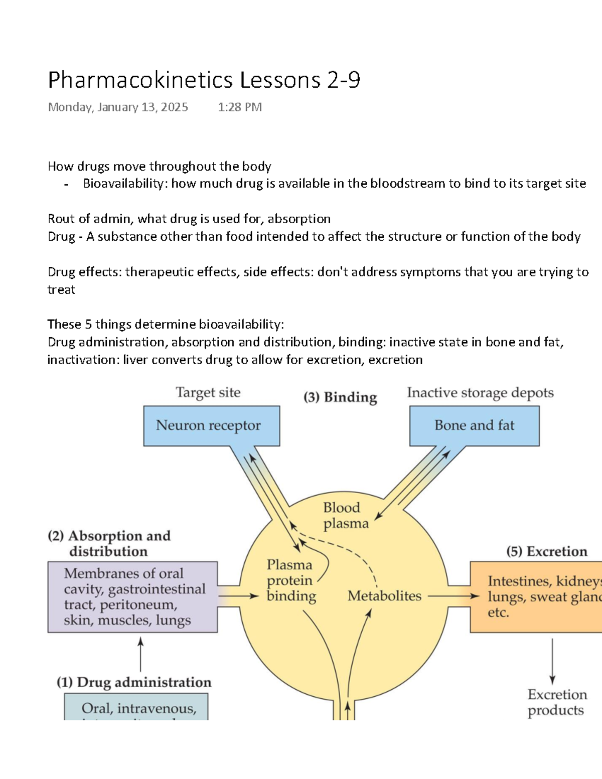 Pharmacokinetics and Bioavailability of Drugs - Lessons 2-9 - How drugs ...