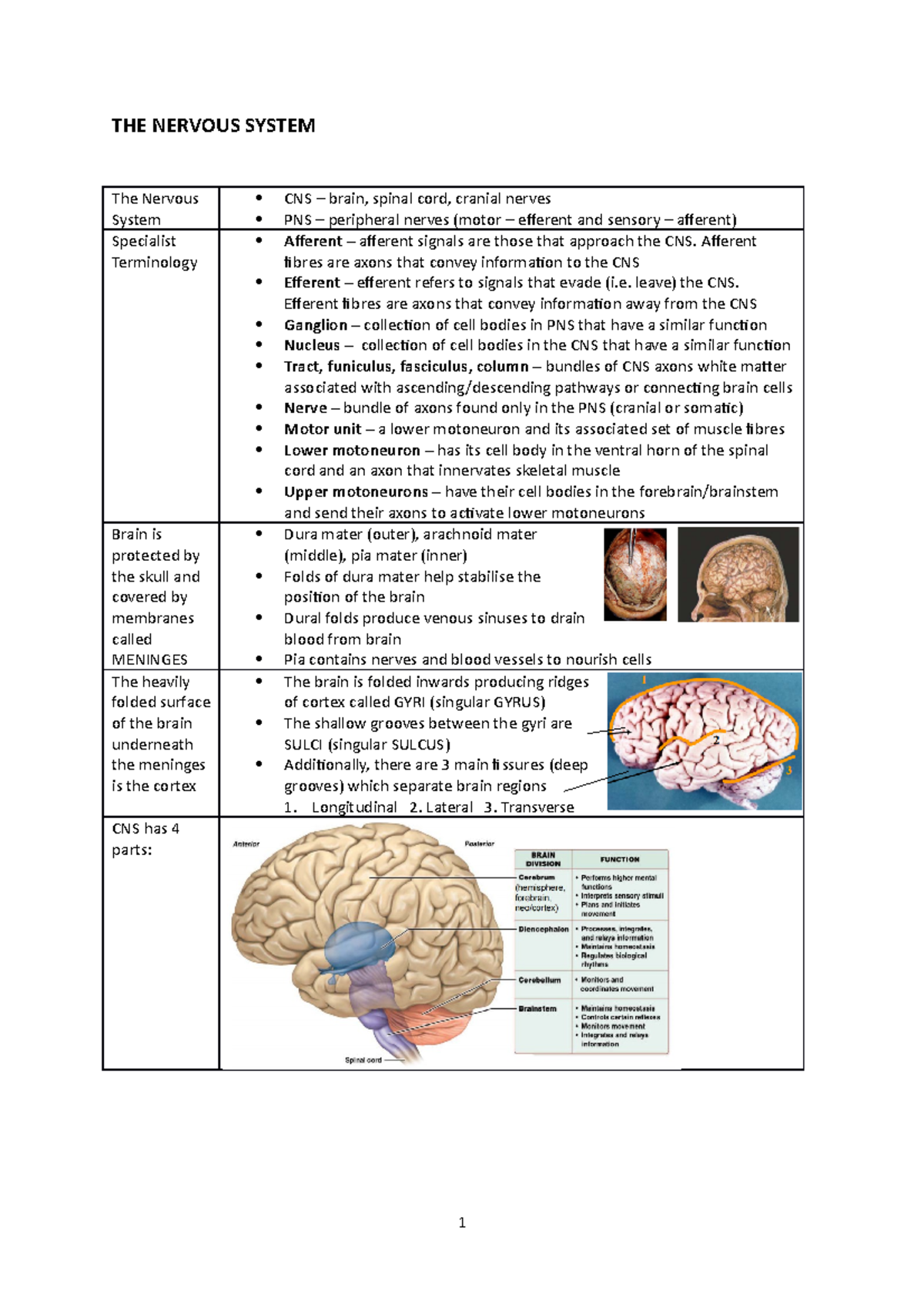 8. The Nervous System - lecture from week 8 .human anatomy and ...