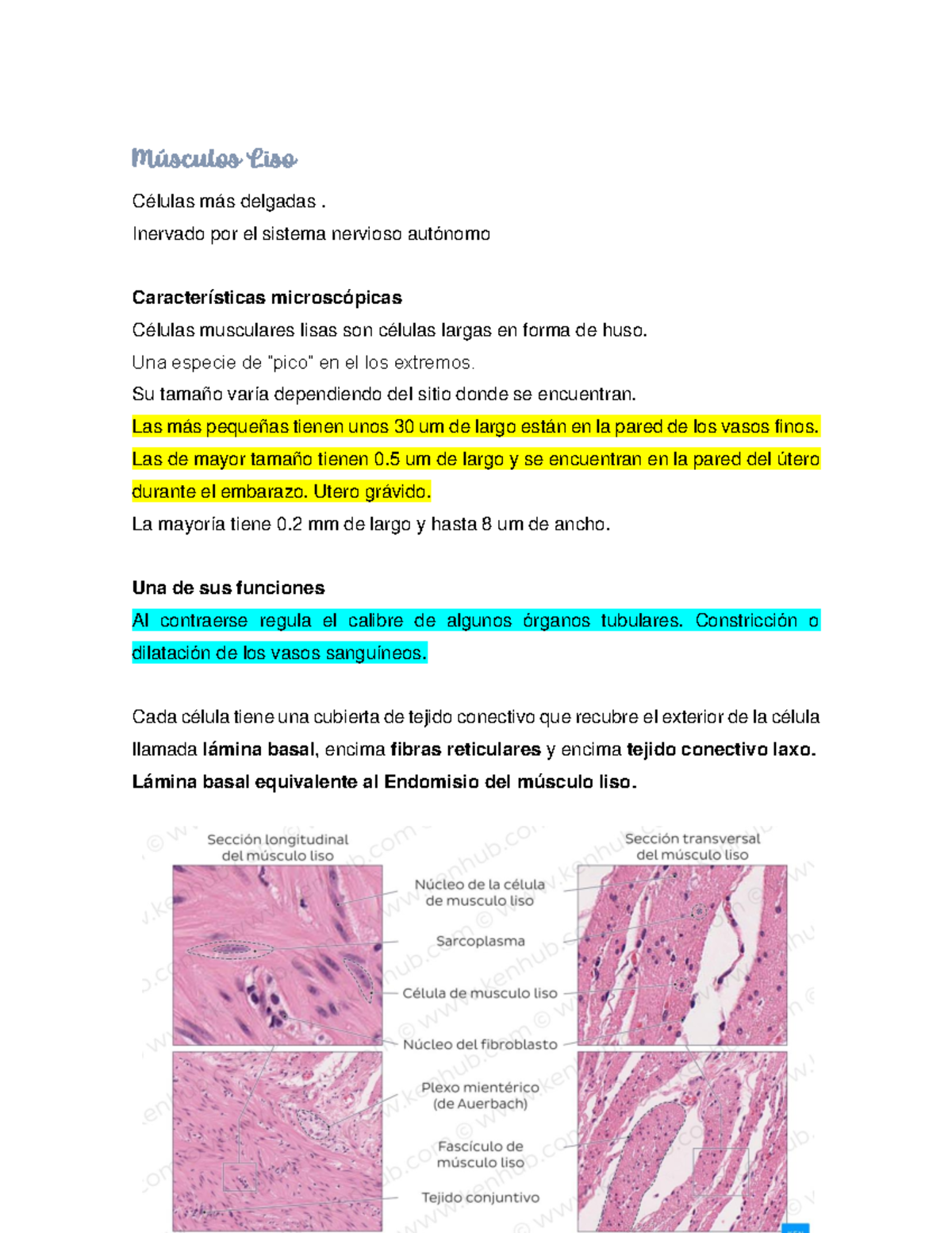 Apunte tejido muscular ( liso y esquelético) - Músculos Liso Células ...