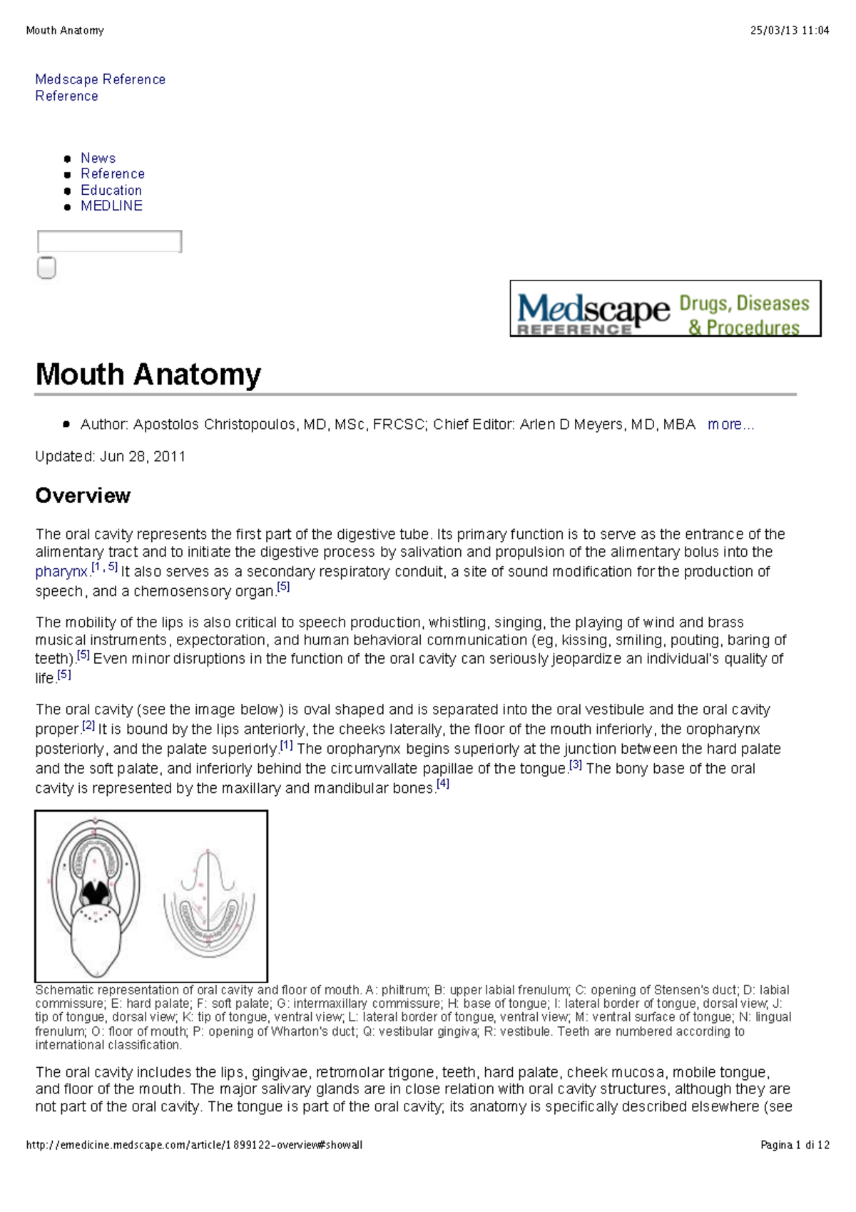 Mouth Anatomy Overview: Key Structures and Functions - Studocu