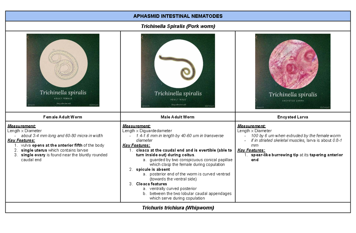 APHASMID INTESTINAL NEMATODES: Morphology and Measurements of Key ...