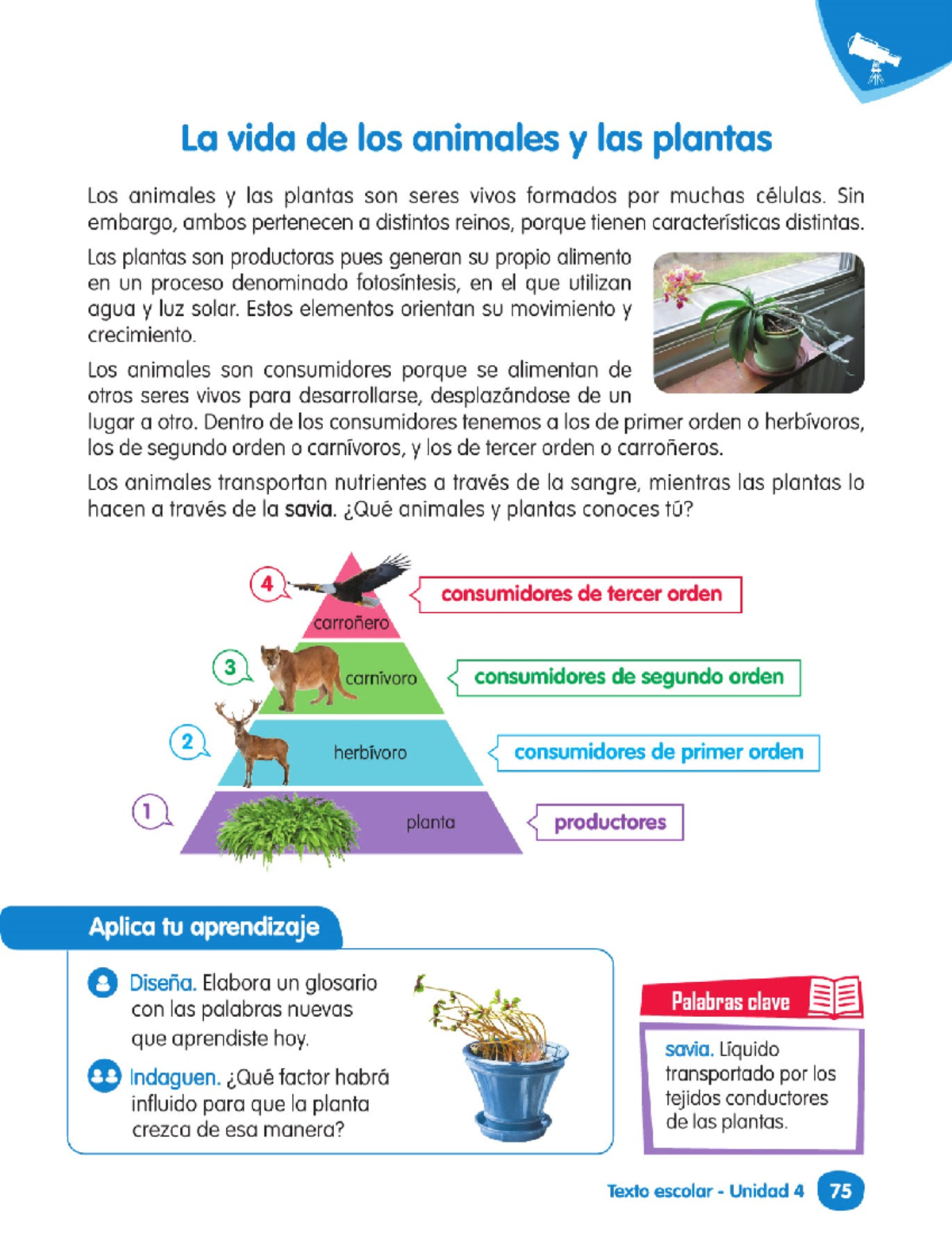 Plantas y Animales: Características y Clasificación - Unidad 4 - Studocu