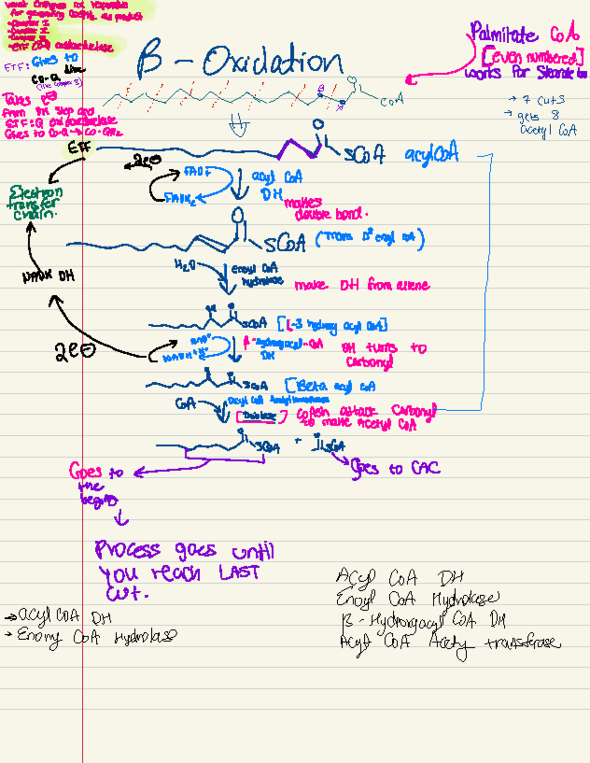 Bío-chem - Summary of beta-oxidation - What Enzymes are responsible for ...