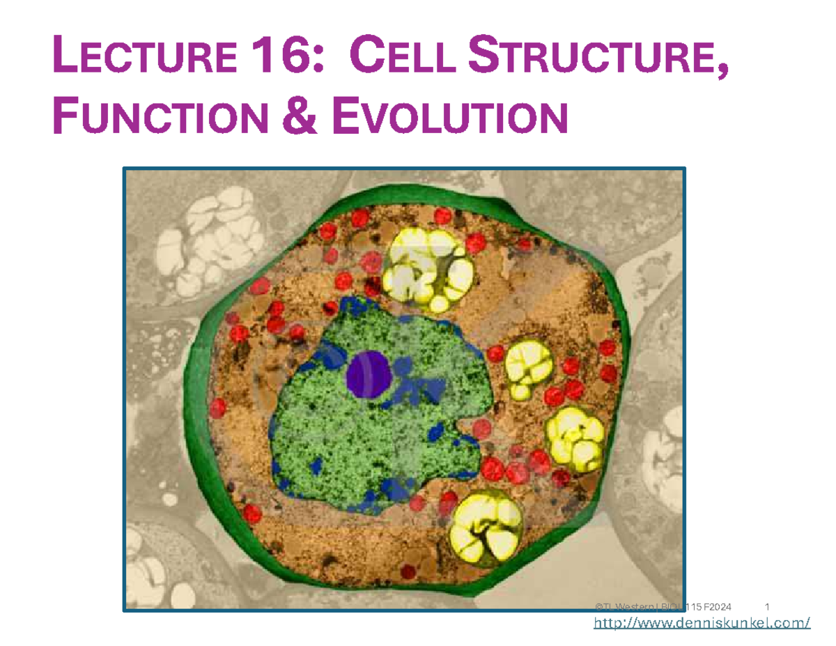 BIOL115 Cell Struct Evln%20 Annotated - LECTURE 16: CELL STRUCTURE ...