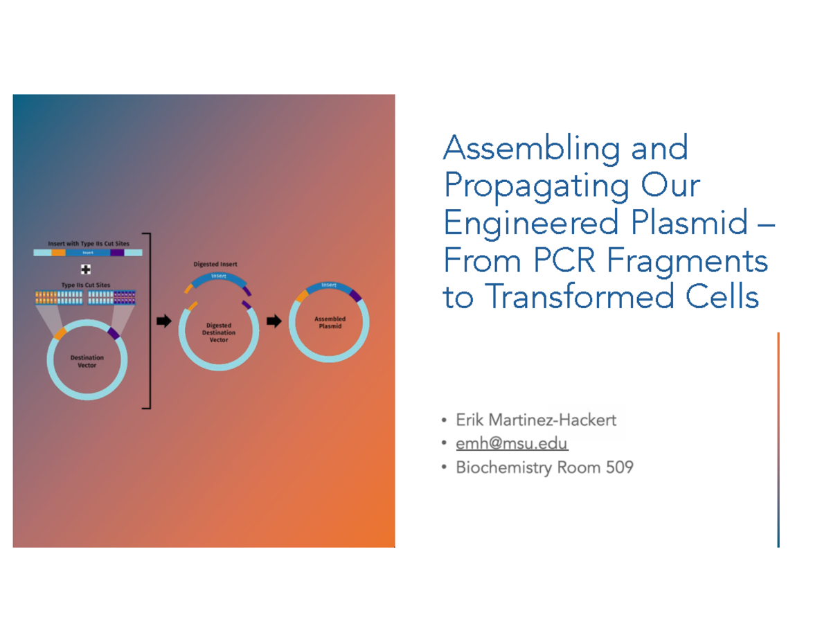 Assembling and Propagating the pET17b-hCRBPII Plasmid: BMB 470 Lab ...
